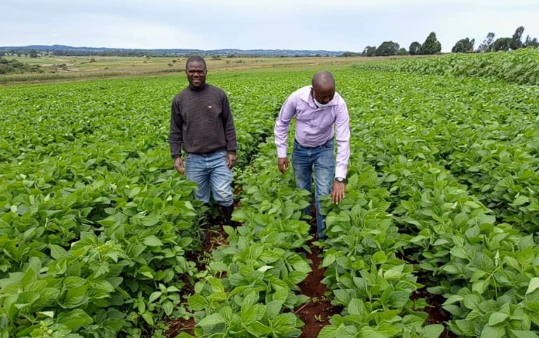 Learn About Soy Farming Project – IRINGA FARMERS COOPERATIVE UNION ...